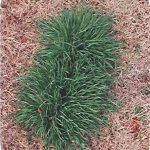 Florida Weed Identification - Lawn Care Extraordinaire