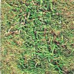 Florida Weed Identification - Lawn Care Extraordinaire