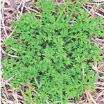 Florida Weed Identification - Lawn Care Extraordinaire