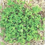 Florida Weed Identification - Lawn Care Extraordinaire