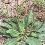 Florida Weed Identification - Lawn Care Extraordinaire