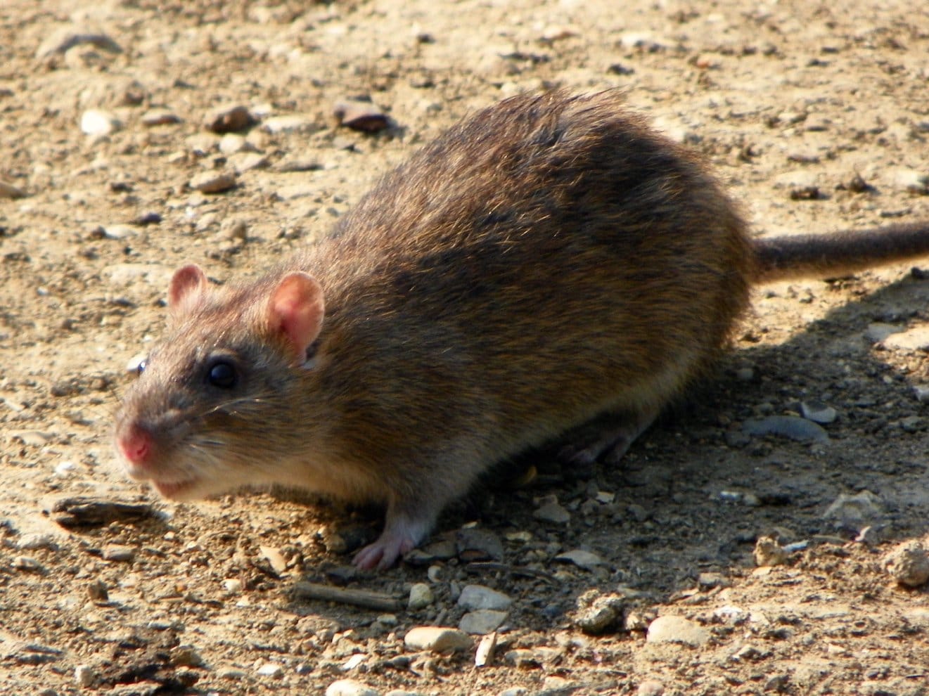 3 Rodents in Venice Florida - Lawn Care Extraordinaire