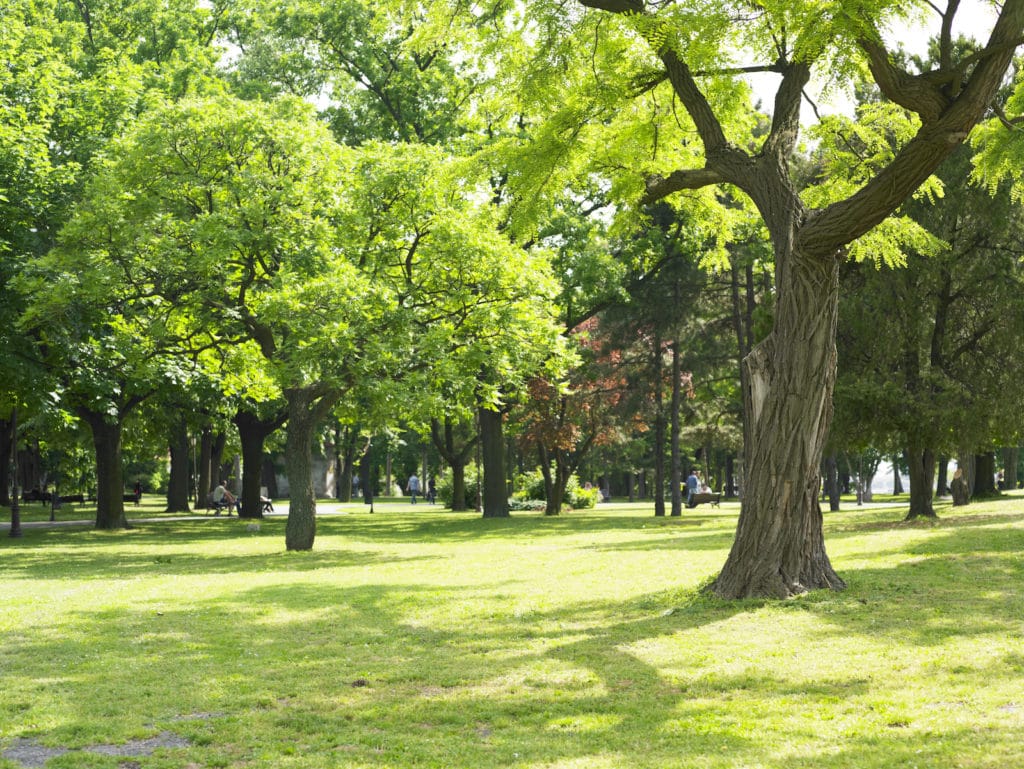 3 Amazing Native Florida Ground Cover Plants