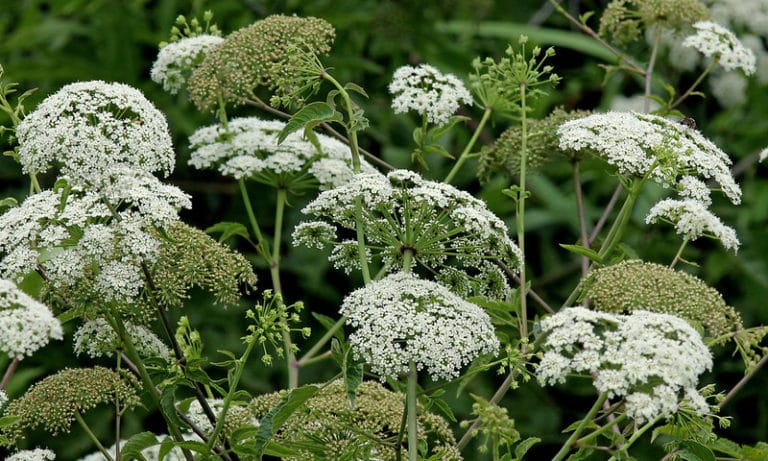 5 Reasons Poison Hemlock is Dangerous - Lawn Care Extraordinaire