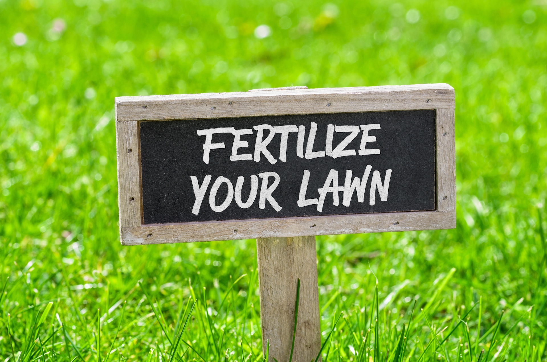Fertilize My Florida Lawn: Tips for a Lush Green Yard